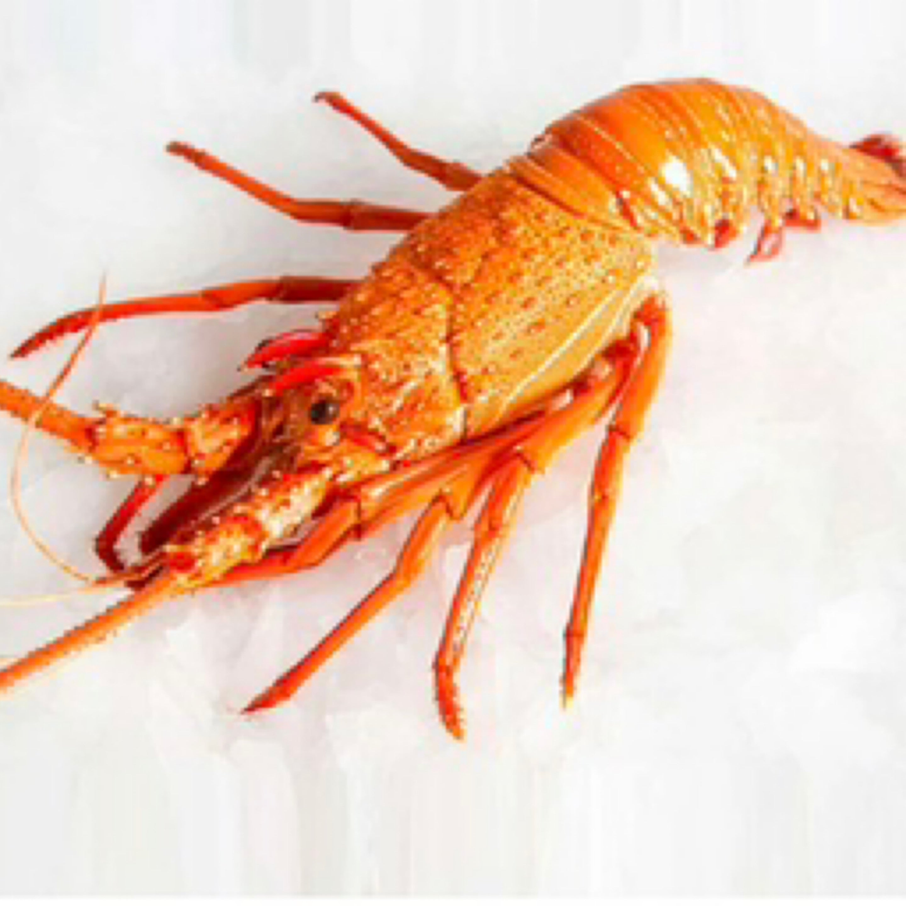 WA Lobster | Jervis Bay Shellfish Market
