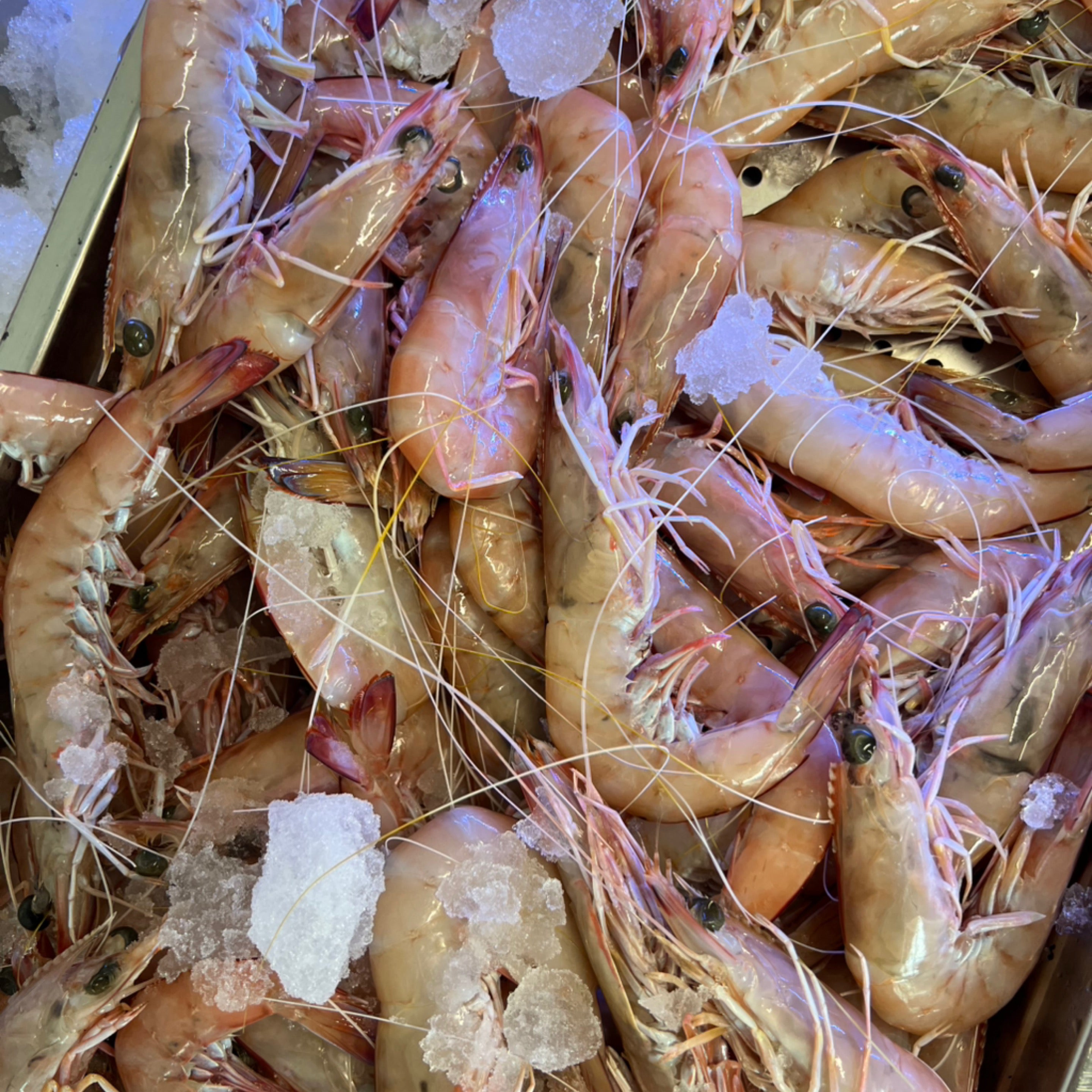 Prawns - RAW ocean KIng prawns | Jervis Bay Shellfish Market