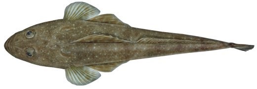 Fish - Fresh Flathead | Jervis Bay Shellfish Market